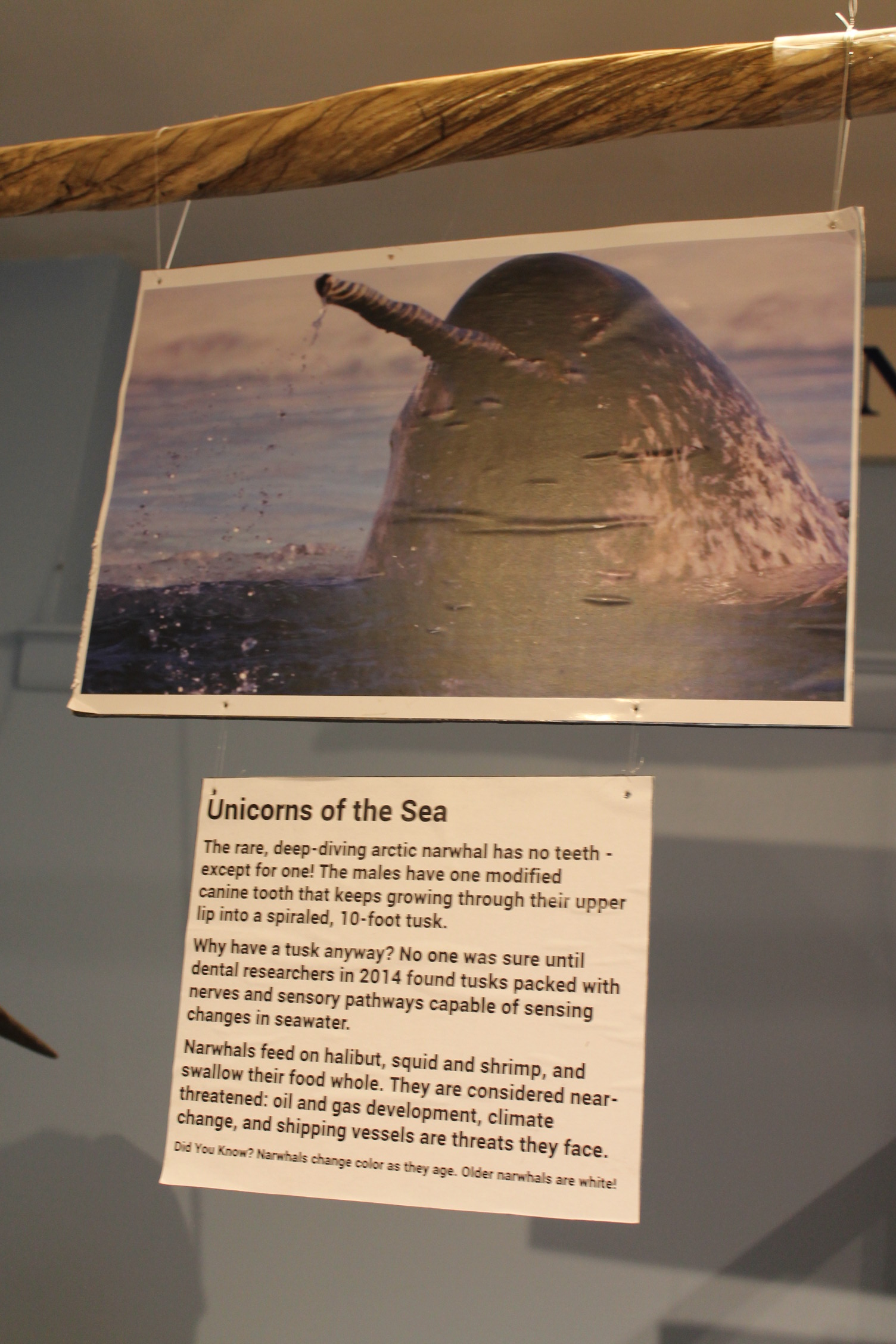 Cold Spring Harbor Whaling Museum