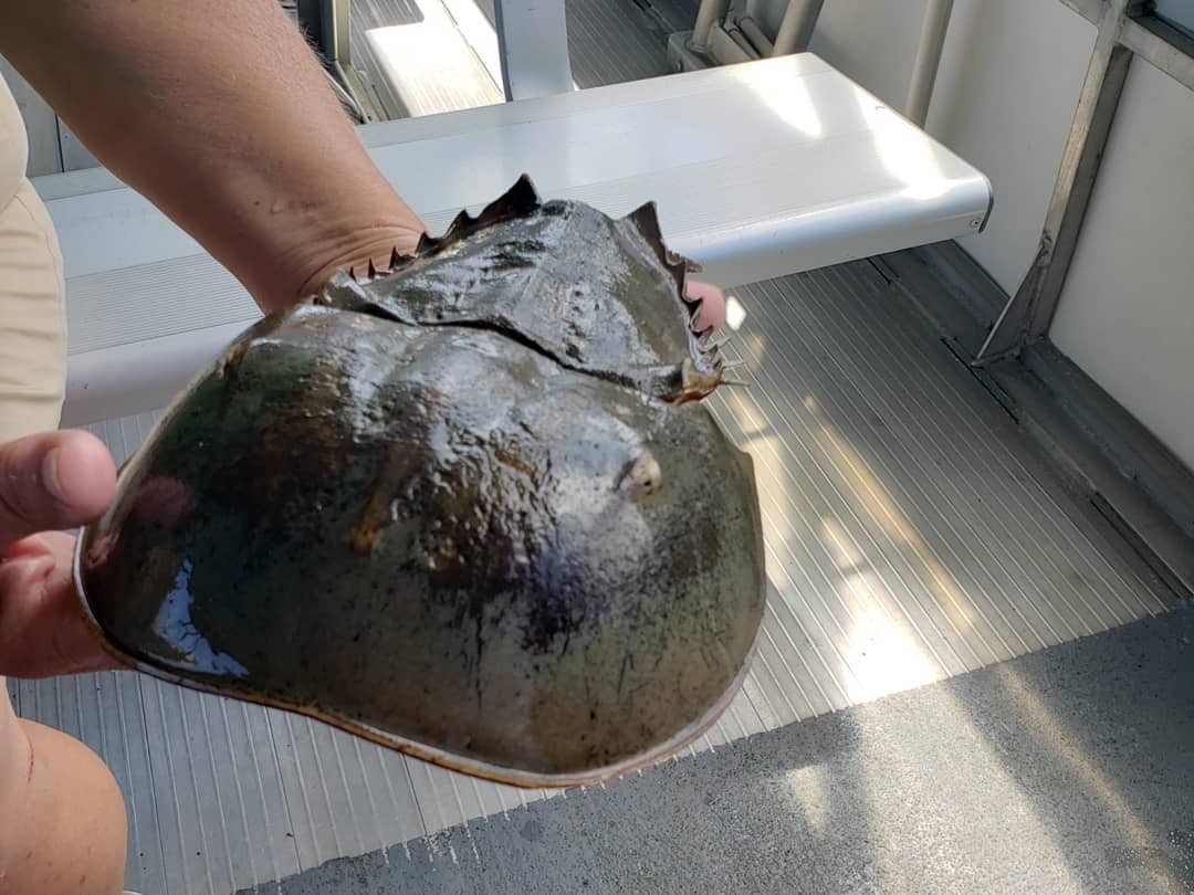 Atlantis Explorer Tour Boat- Riverhead, NY