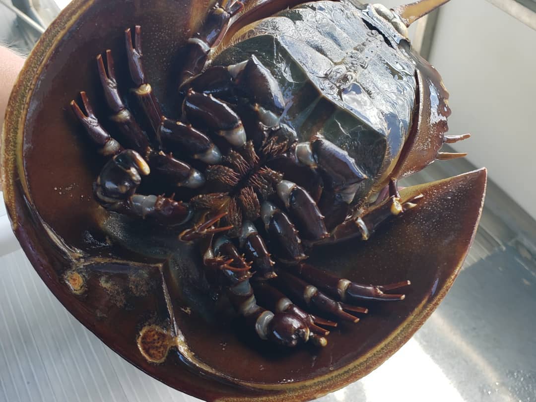 Atlantis Explorer Tour Boat- Riverhead, NY