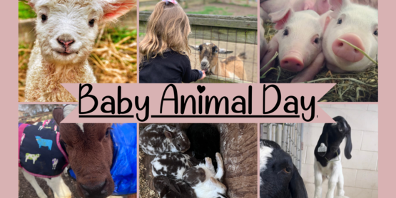 Baby Animal Day 2024