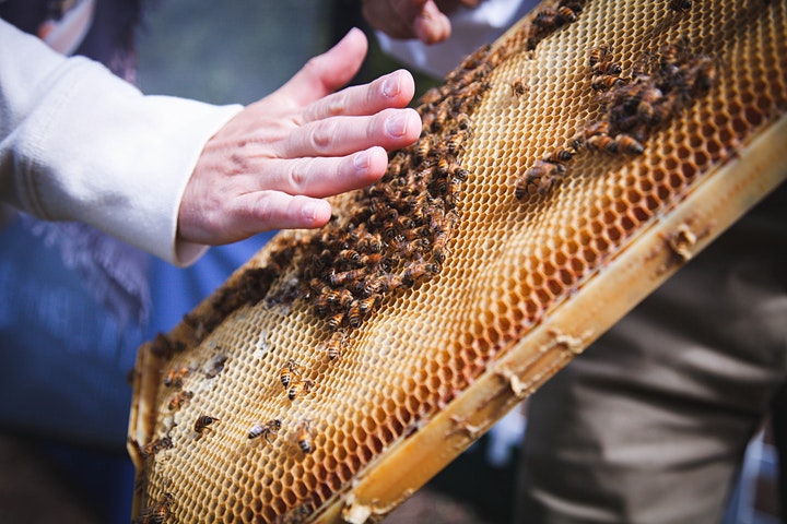 Pinelawn's 6th Annual Honey Bee Experience