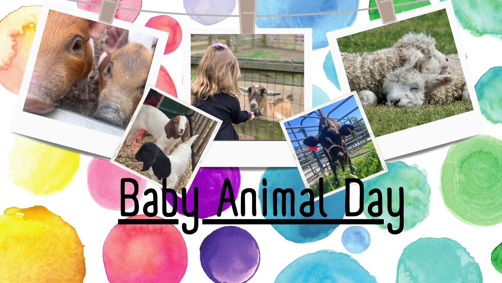 Baby Animal Day at Suffolk County Farm